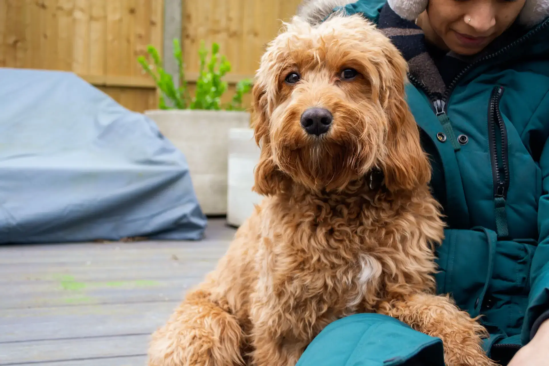 Breed Portrait - The Cockapoo - Canine Sense