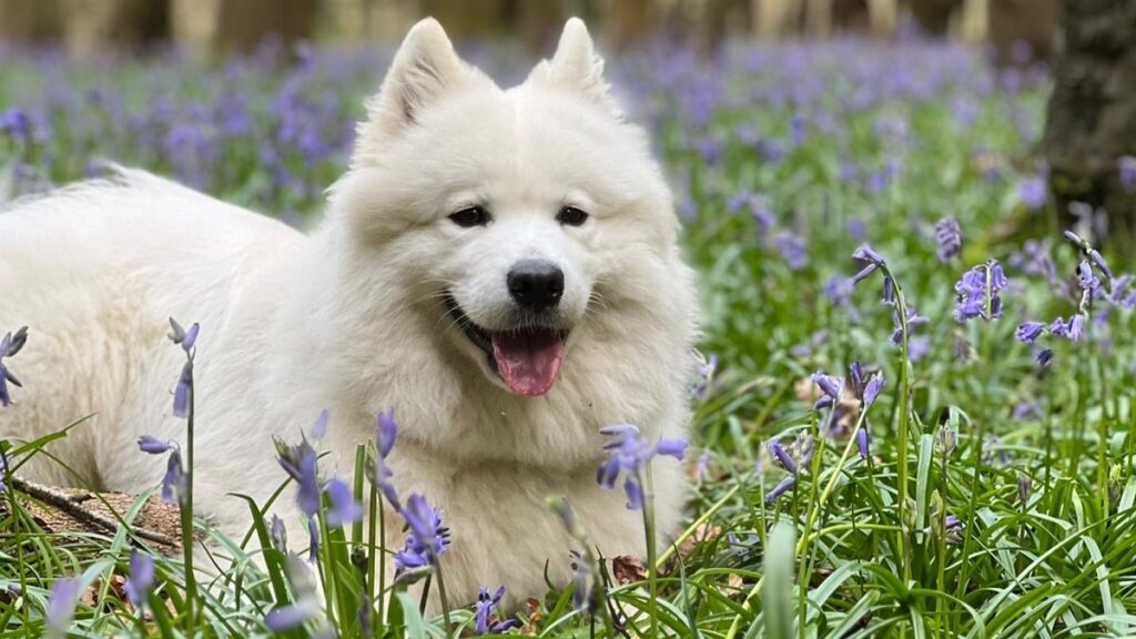 Breed Portrait - The Samoyed - Canine Sense