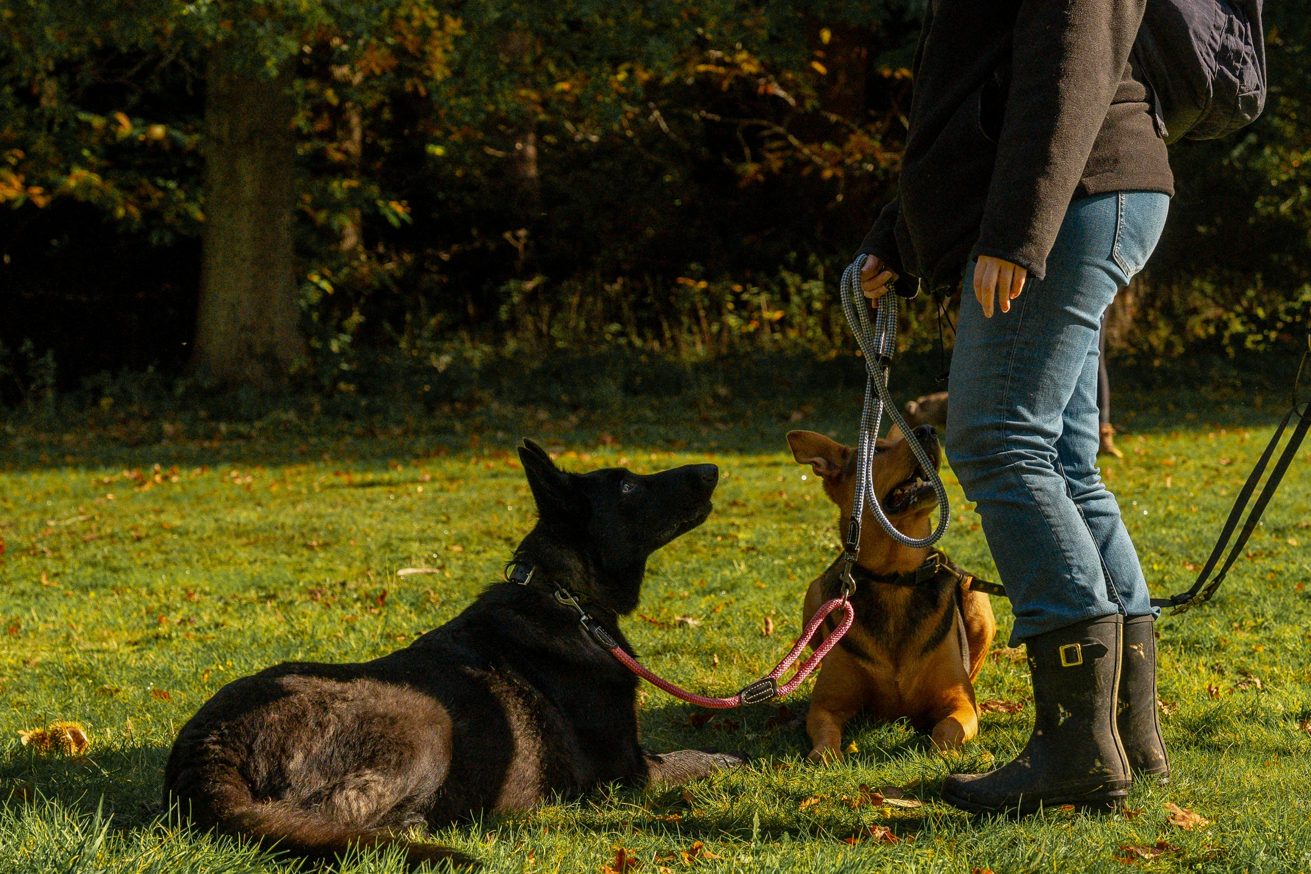 Dog Training Services in London, Berkshire, Surrey, South Bucks and ...