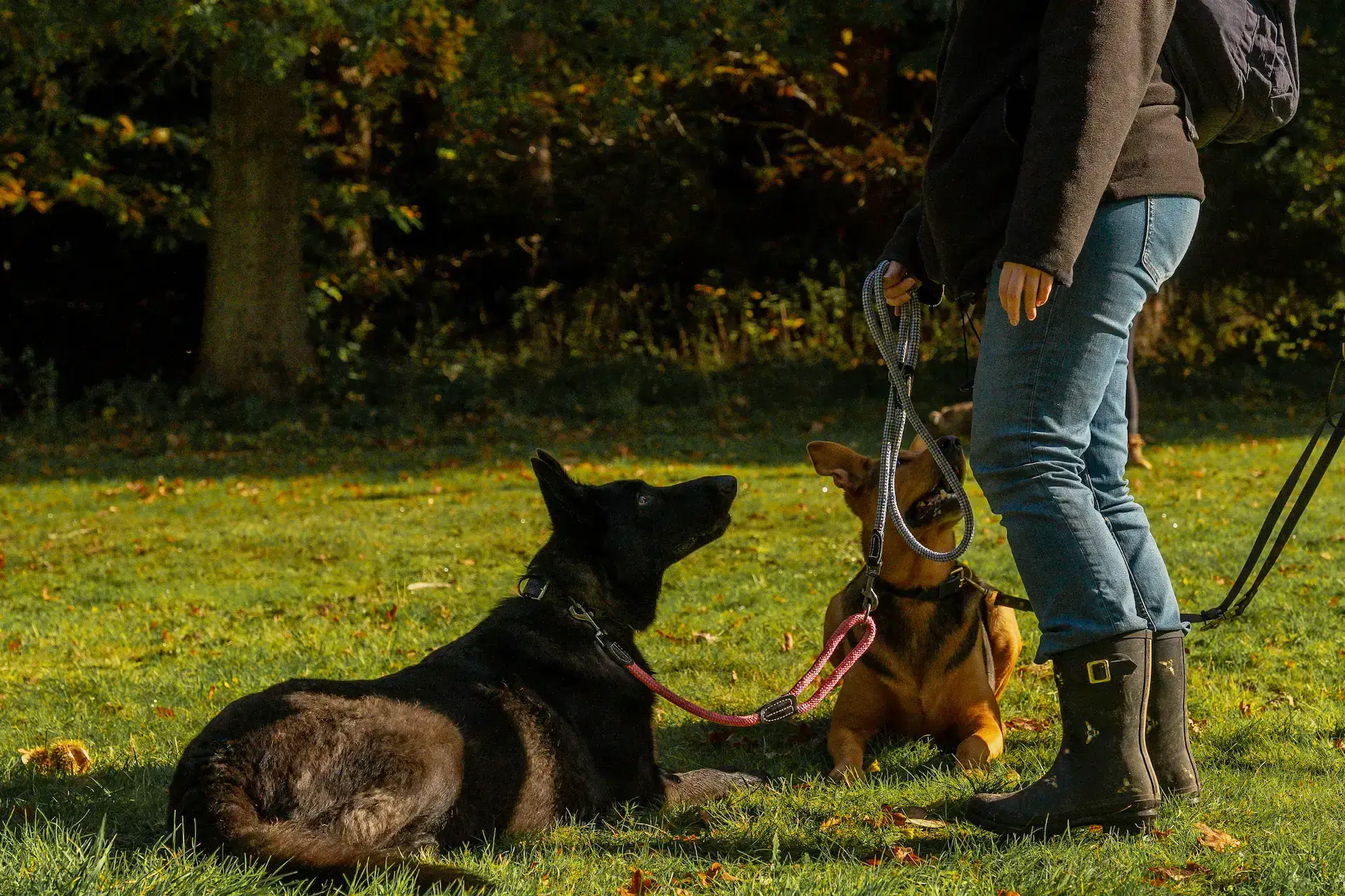 Training - Canine Sense